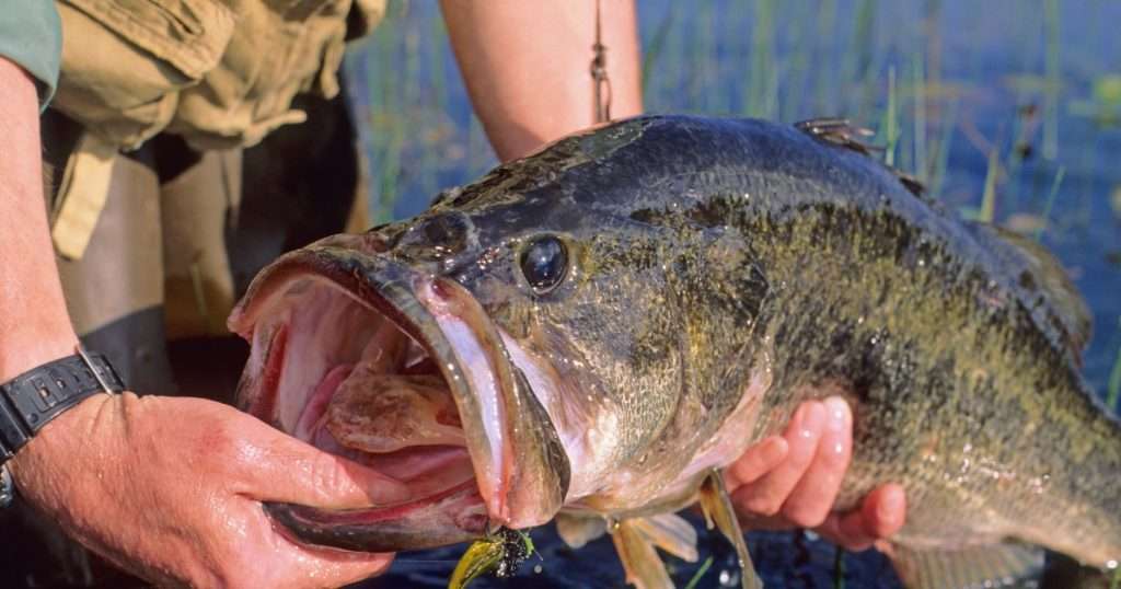 Kangaroo Valley: Best fishing spots in NSW - Kangaroo Valley Escapes